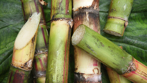 SEPTON™ BIO-series - Kuraray Elastomer | Specialty Chemicals